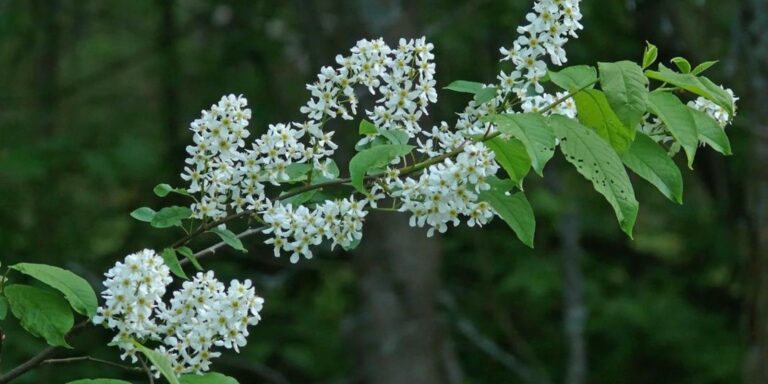 The Mayday Tree (Prunus padus) at Cashman Nursery: A Comprehensive ...