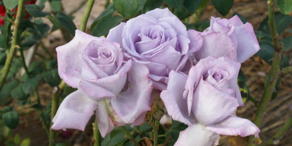 Cultivating the Elegance of Rose Bleue de Lune (Rosa 'Blue Moon'): A ...