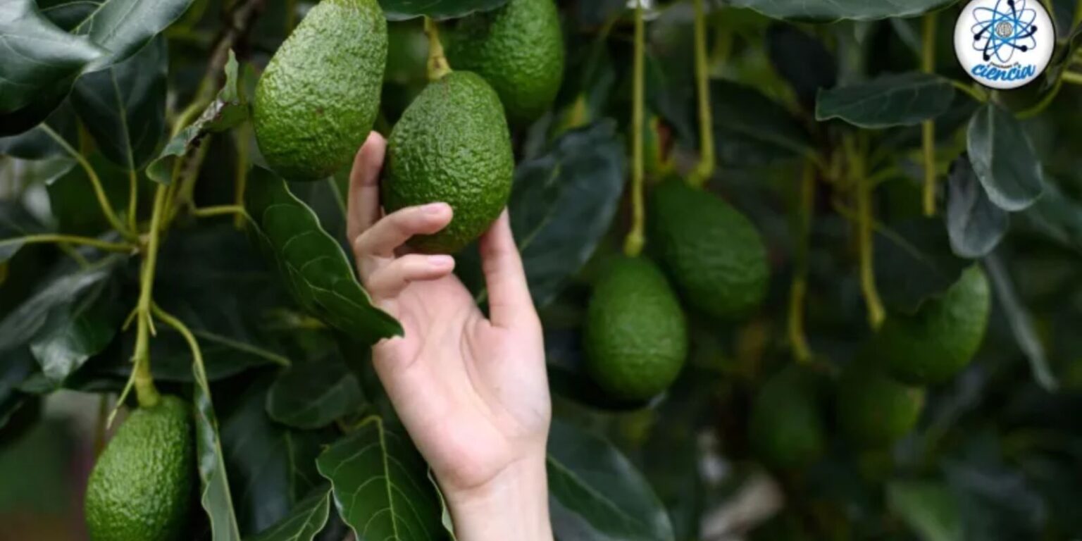 Growing Avocado Trees: The Ultimate Guide to Sprouting and Nurturing an ...