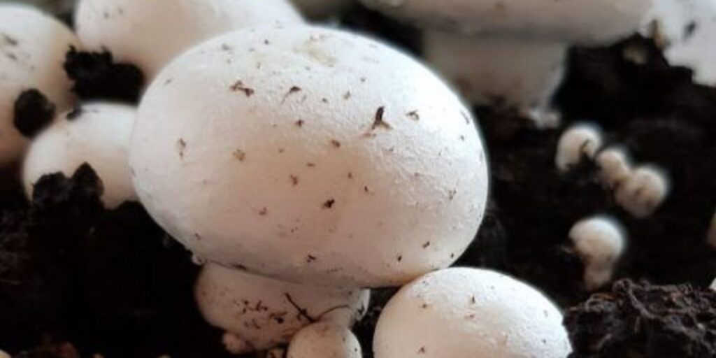 Growing Mushrooms at Home: A Simple Guide Using Recycled Plastic ...