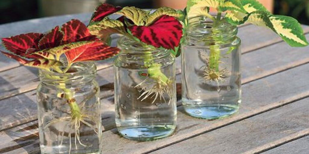 How to Grow a Coleus Plant from a Water Cutting: A Complete Guide ...
