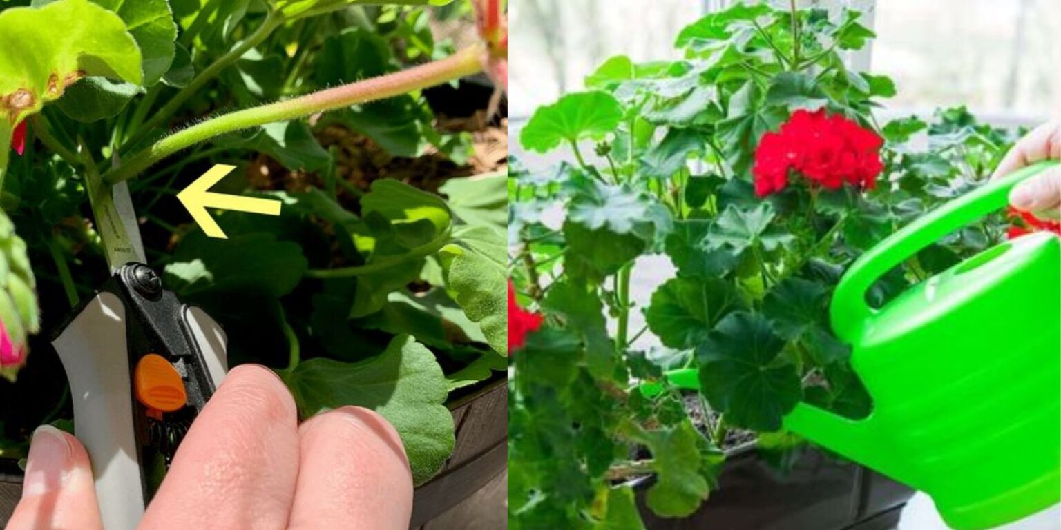 Incredible Geranium Technique: Reproduce from a Single Leaf – Here’s ...