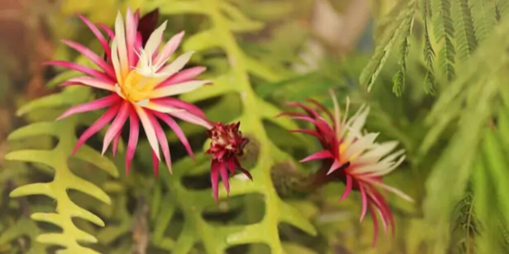 Mastering the Art of Growing and Caring for the Fan Cactus (Queen of ...