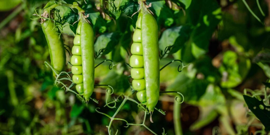 The Secret to Growing Crunchy, Sweet Snap Peas: A Comprehensive Guide ...