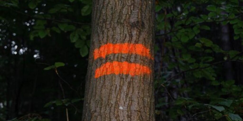 Understanding Tree Marking Color Codes: What Do Marks on Trees Mean ...