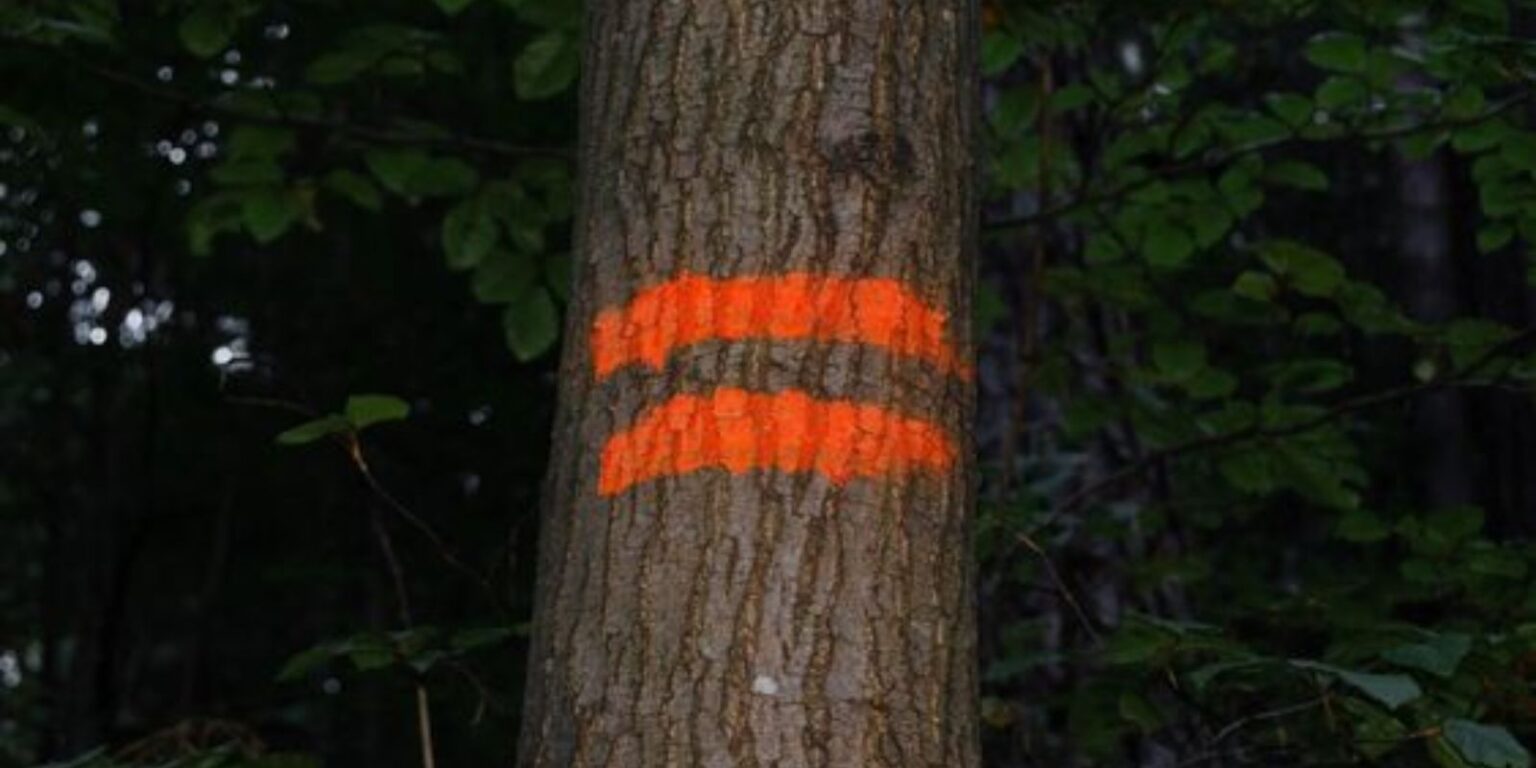 Understanding Tree Marking Color Codes: What Do Marks on Trees Mean ...