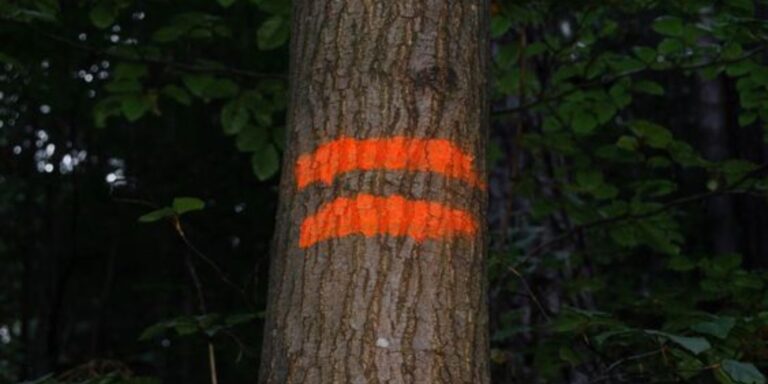 Understanding Tree Marking Color Codes: What Do Marks on Trees Mean ...