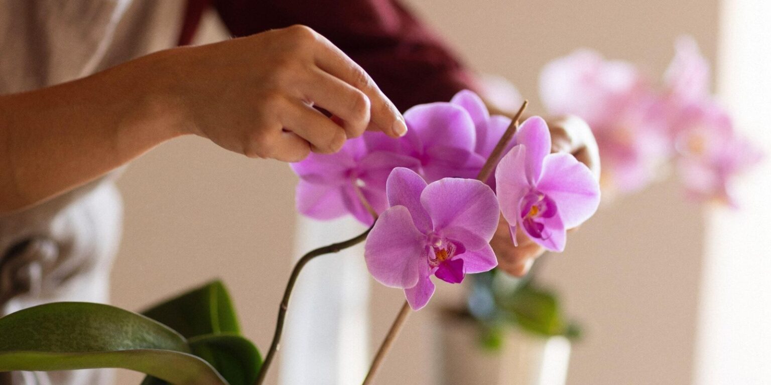 Orchids in Culture and Symbolism: A Deep Dive into Their Meaning and Significance - Natural ...