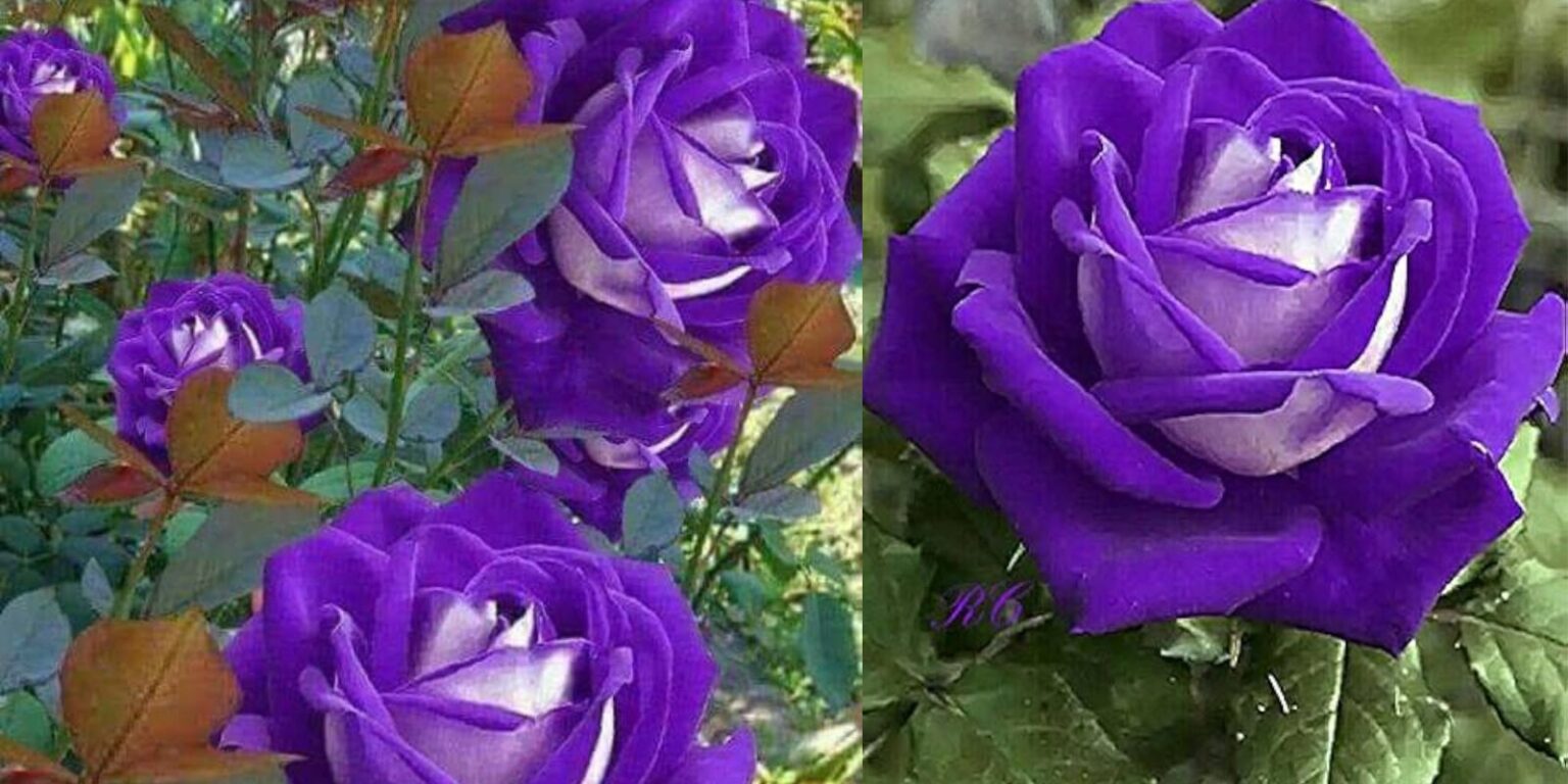 The Allure of the Purple Bi-color Rose: A Comprehensive Guide to ...