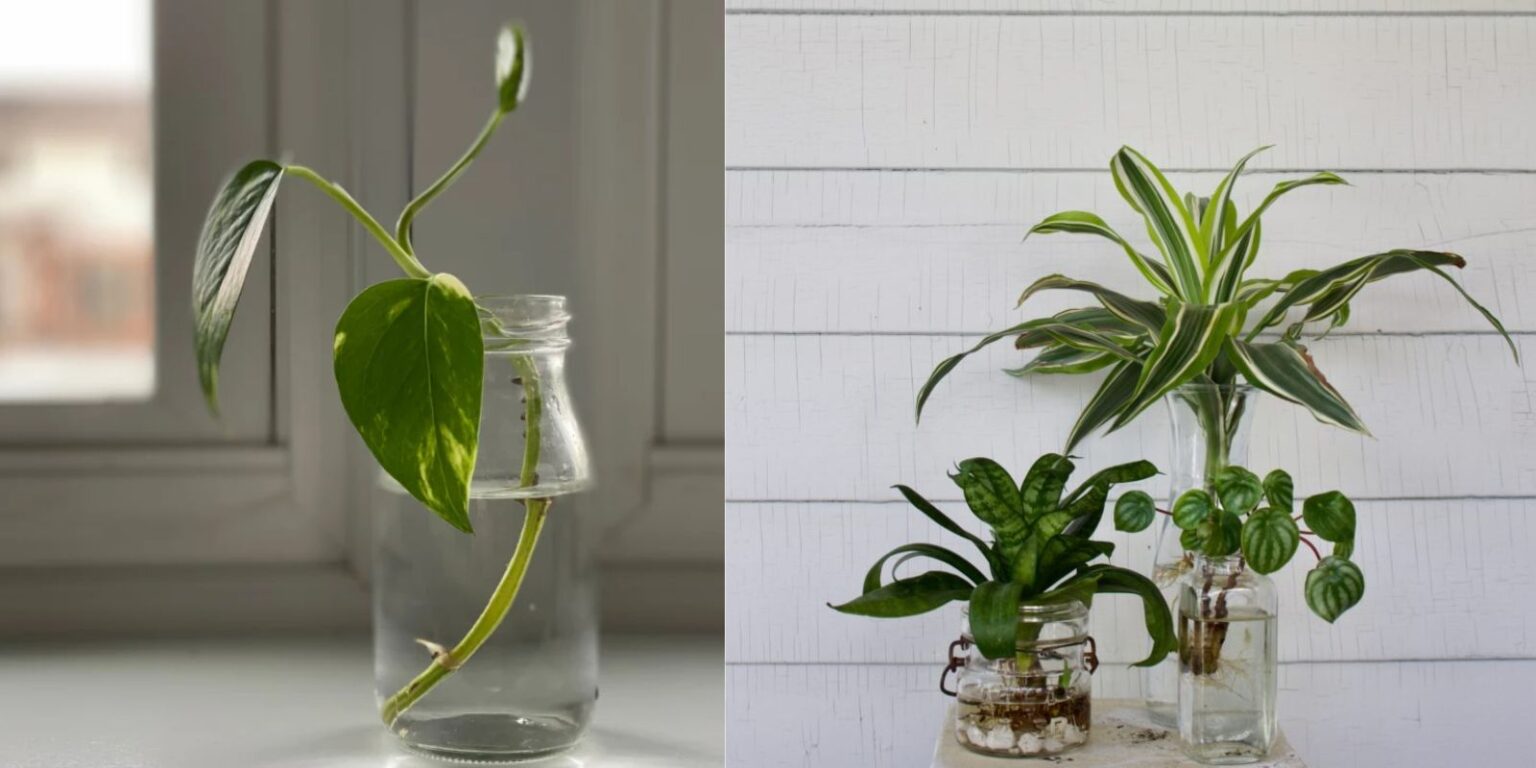 Mastering Water Propagation: A Comprehensive Guide to Growing Plants ...