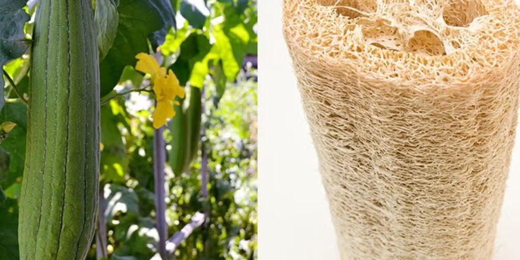 How to Grow Your Own Luffa Sponges: A Complete Guide to Planting ...