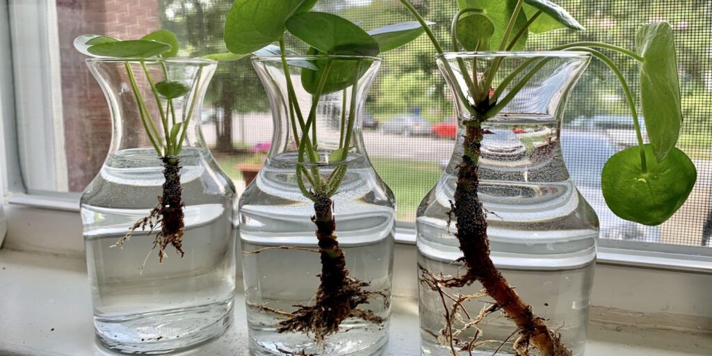 Essential Tips for Thriving Water-Based Plants - Natural Garden Tips