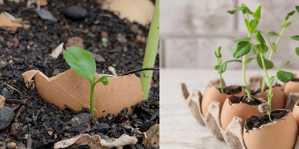 Unlocking the Power of Eggshells: How to Use Them to Enhance Soil and ...