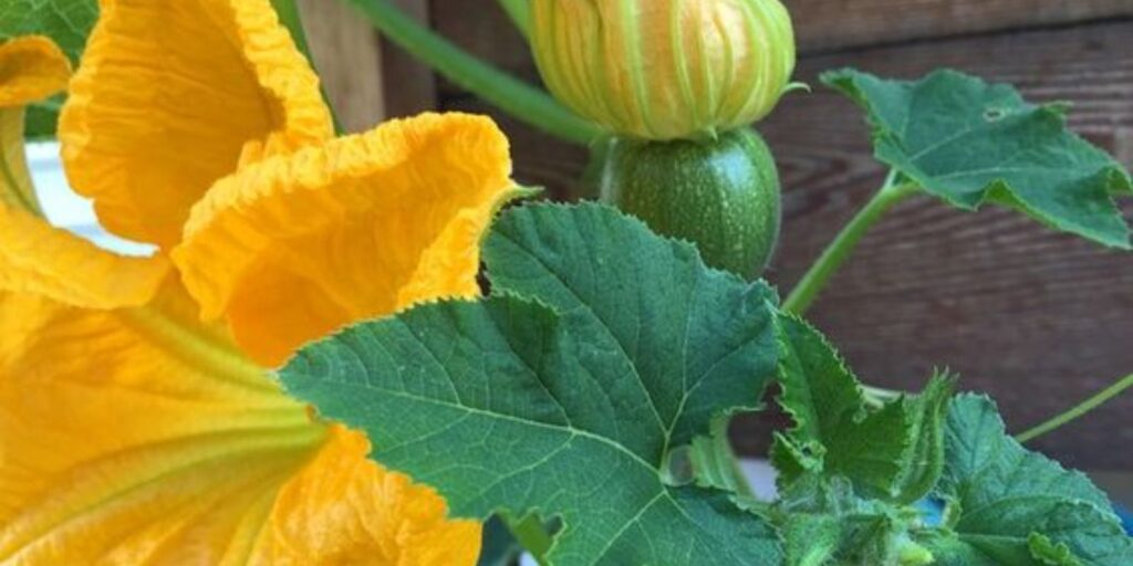 Giant Pumpkin Pollination: A Comprehensive Guide - Natural Garden Tips