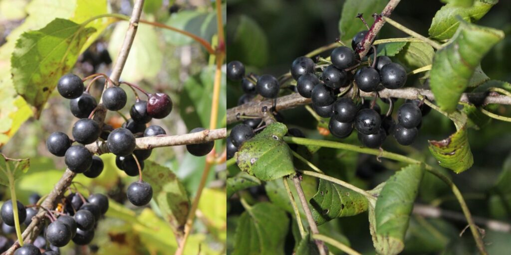 Invasive Buckthorn: How to Get Rid of Common Buckthorn Bushes - Natural ...