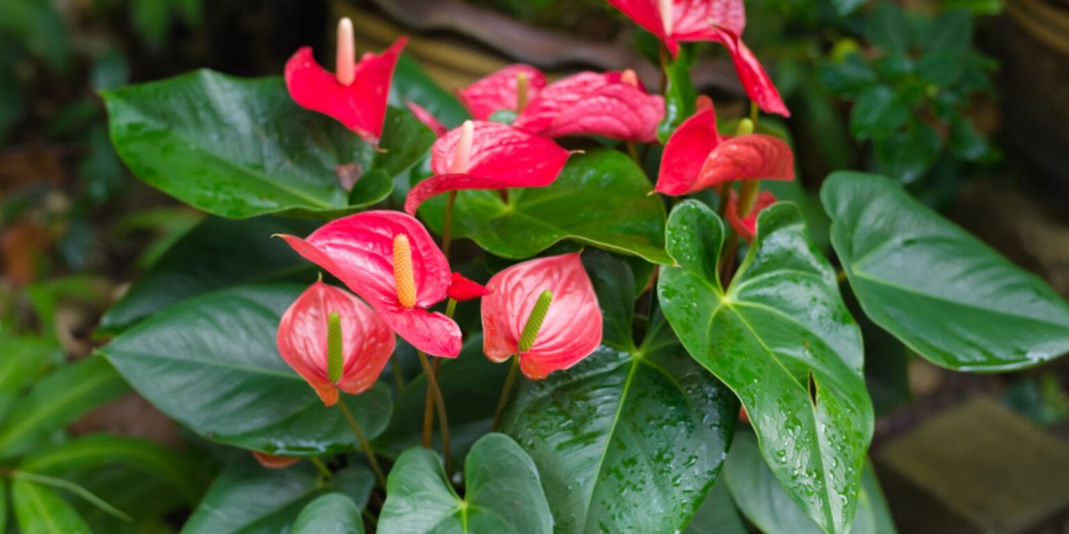 The Hidden Secret to Making Your Anthurium Bloom: A Simple Guide to ...