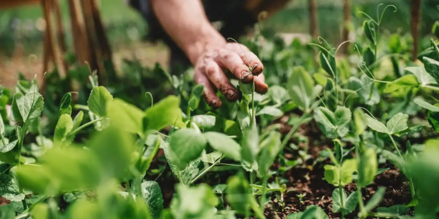 The Benefits of Crop Rotation: A Comprehensive Guide for Thriving ...