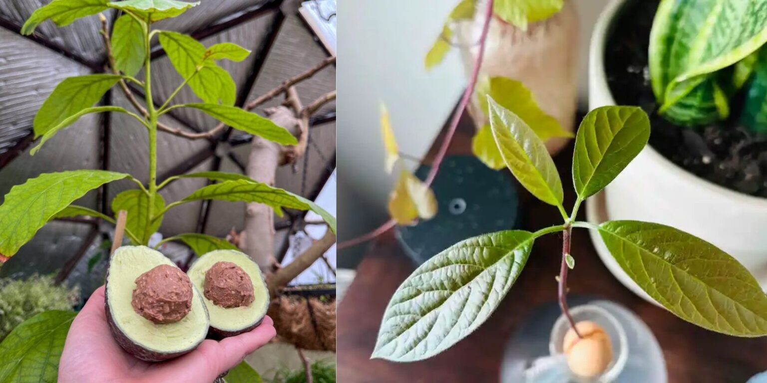Growing Avocados in Pots: 6 Proven Tips for a Thriving, Fruit-Bearing ...