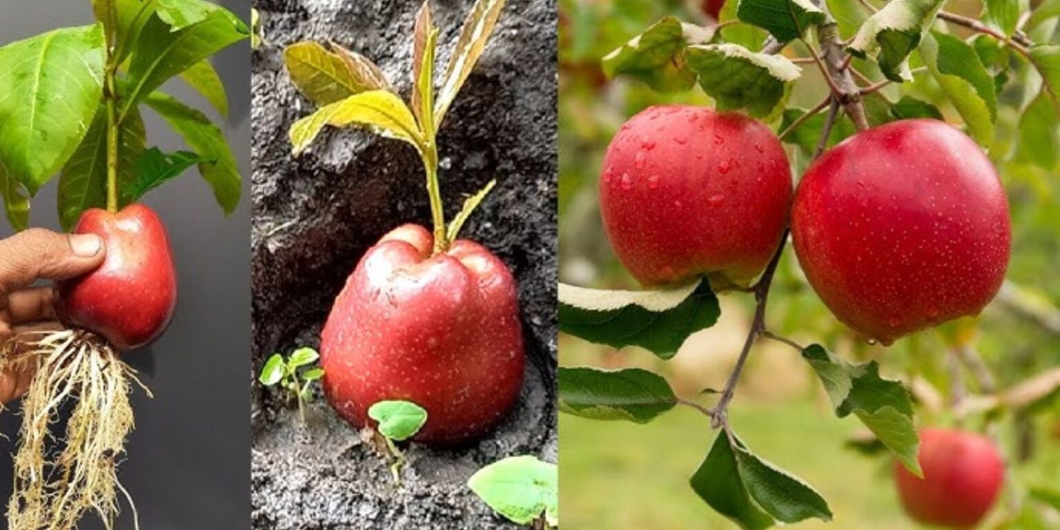 How to Grow an Apple Tree at Home Using Cuttings and Potatoes: A Step ...