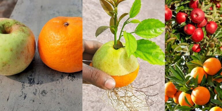 Hybrid Fruit Trees: Grow an Apple Tree from an Orange or an Orange Tree ...
