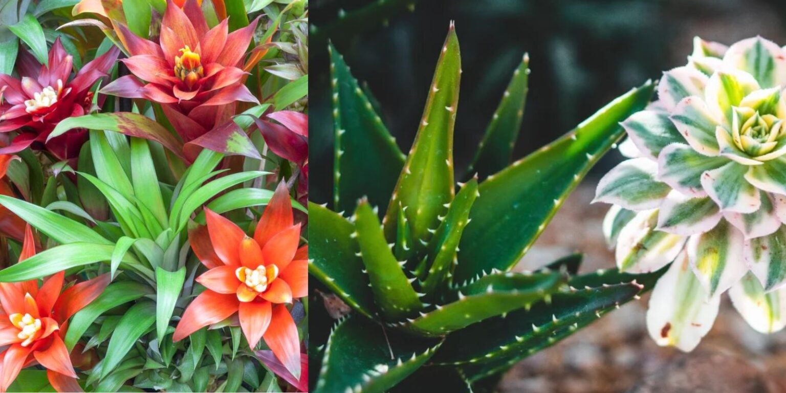 7 Amazing Plants That Grow and Bloom in Water: The Soil-Free Solution ...