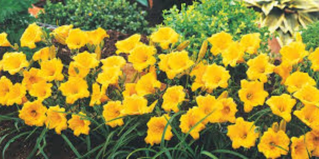 The Ultimate Guide to Dividing Daylilies: Timing, Techniques, and Tips ...