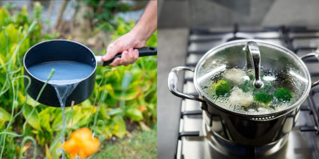 Watering Plants with Leftover Cooking Water: A Sustainable Gardening ...