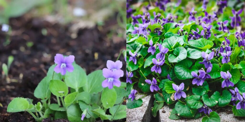 30+ Creative and Practical Ways to Use Wild Violets - Natural Garden Tips