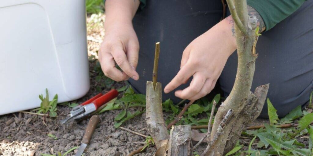 Mastering the Art of Grafting Fruit Trees: A Step-by-Step Guide - Natural Garden Tips