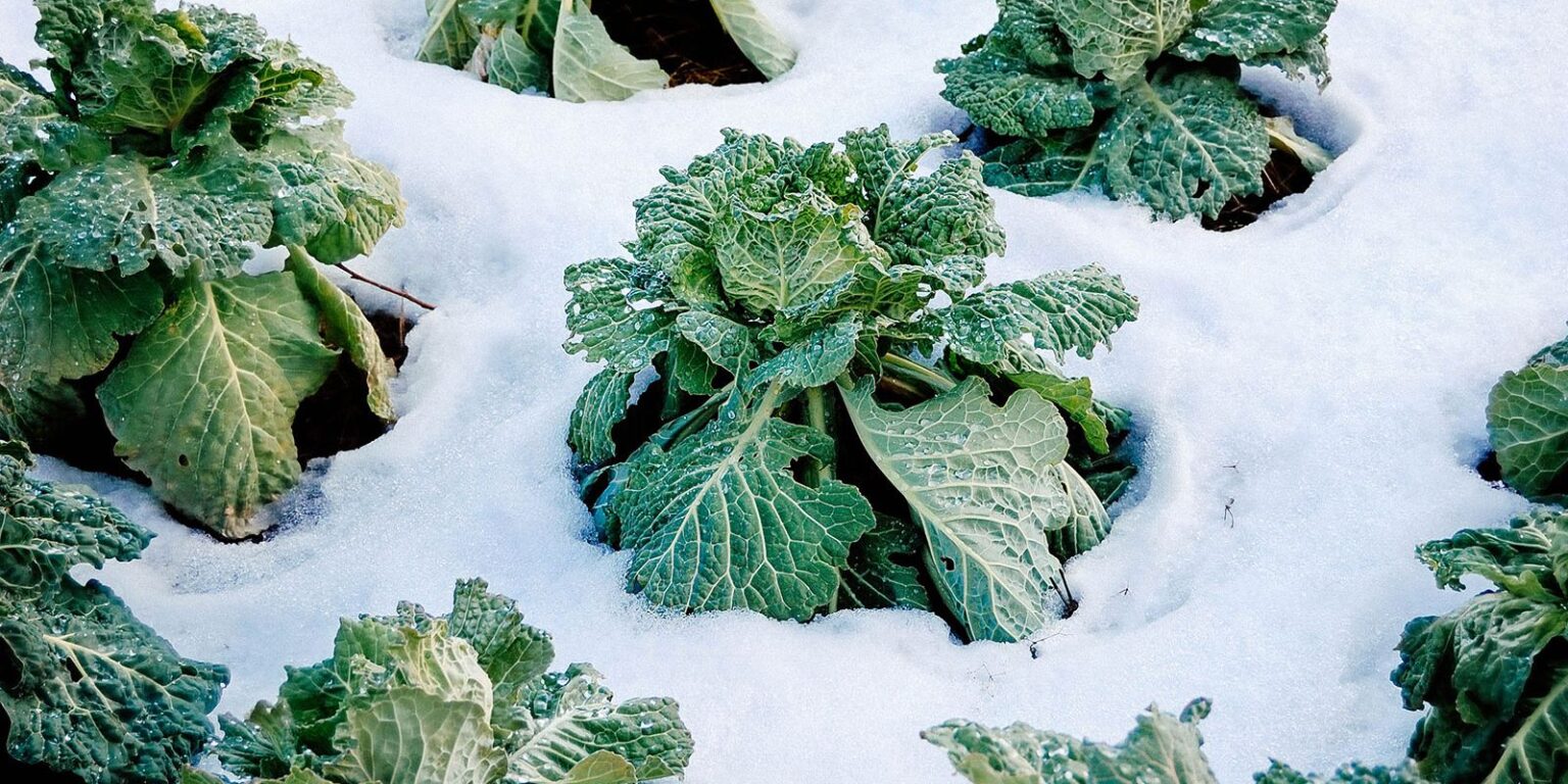 The Best Vegetables for Cold Climates: A Guide to Growing a Bountiful ...