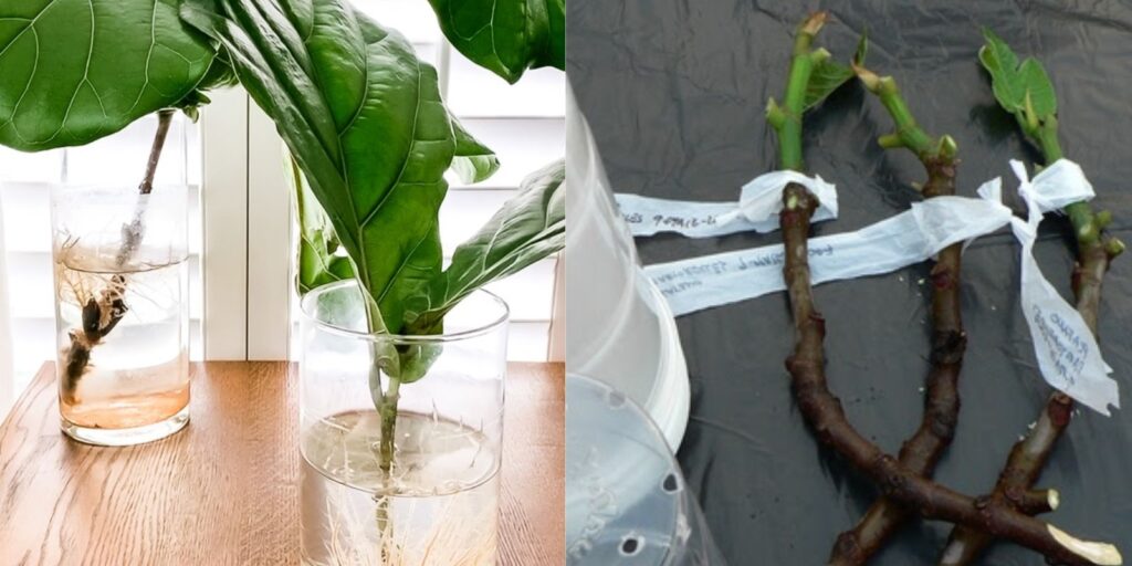 How to Propagate Fig Trees from Cuttings: A Comprehensive Guide ...