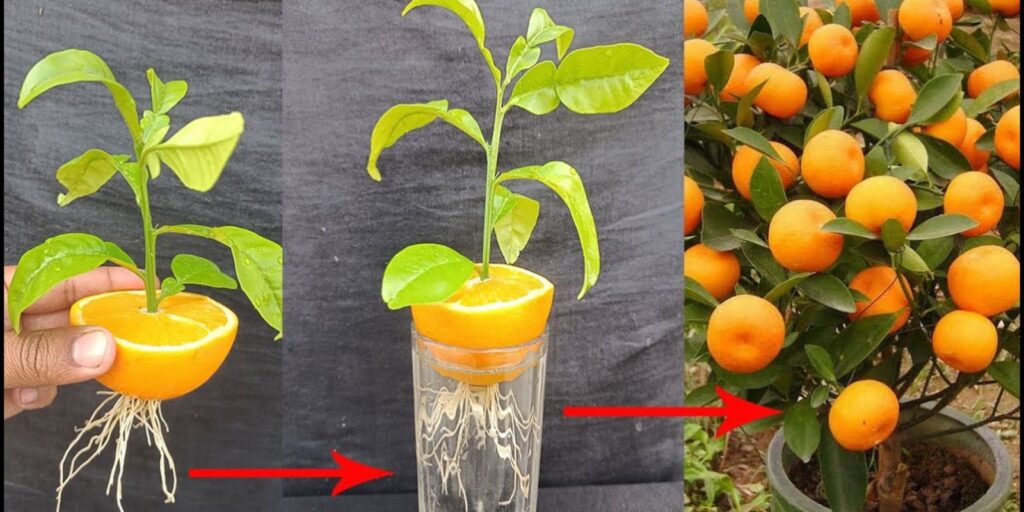 How to Grow an Orange Tree from an Orange: A Step-by-Step Guide to Propagating Orange Trees ...