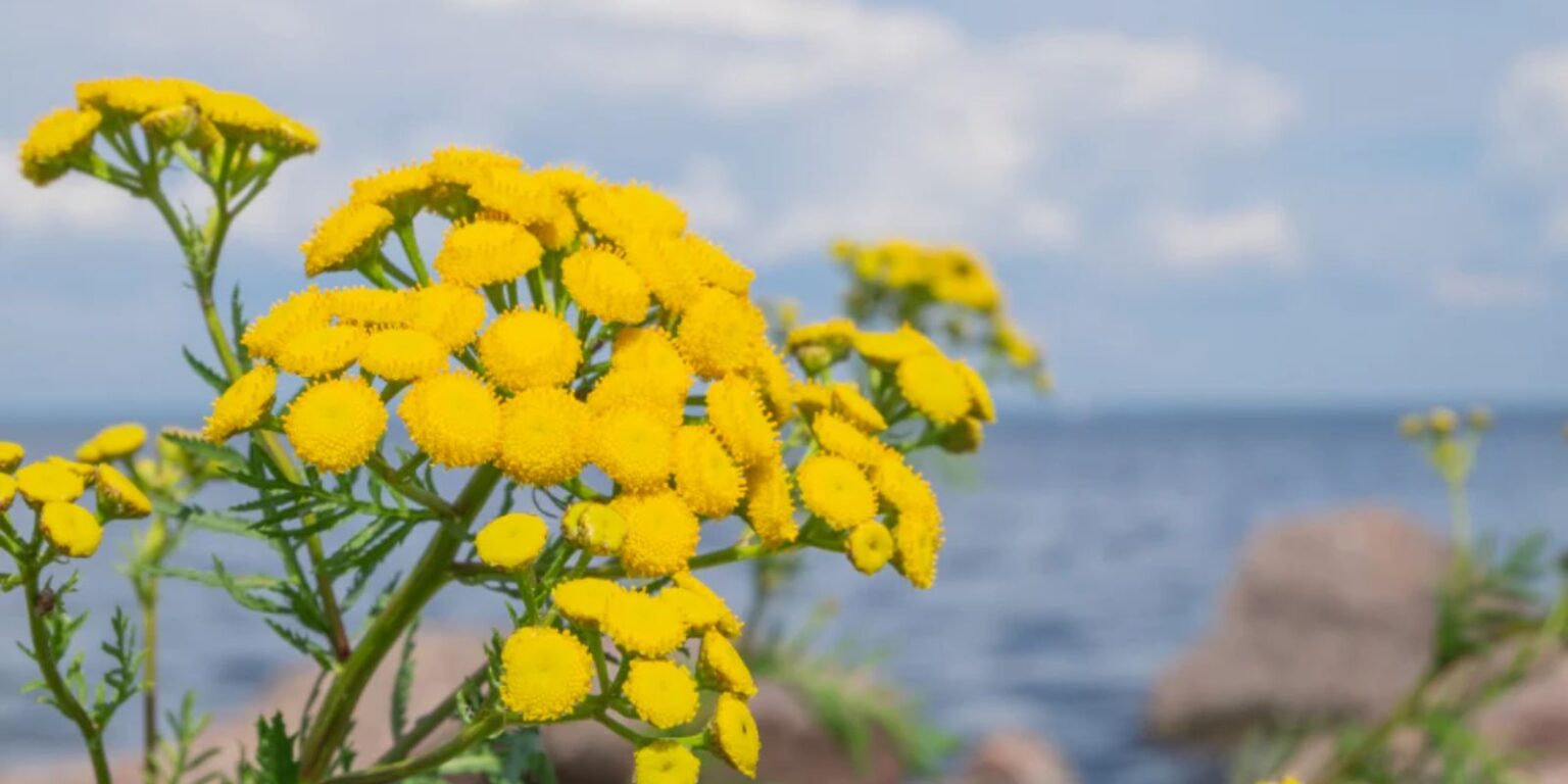 Unlocking the Power of Tansy: 11 Incredible Benefits and Uses for Your ...