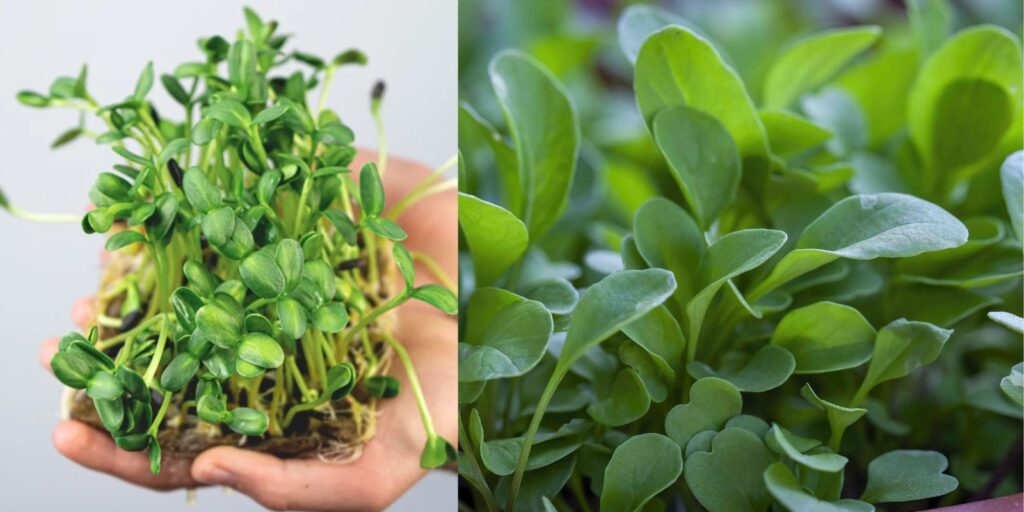 Growing Cress: A Complete Guide to the Best Varieties, Planting, Care ...