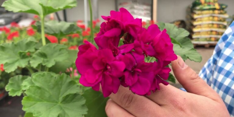 The Ultimate Guide to Geranium Propagation: Multiply Your Plants ...