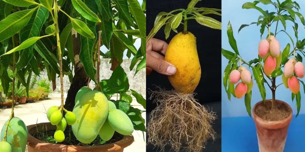 Cultivating Mango Trees in Pots: Your Complete Guide to Growing ...