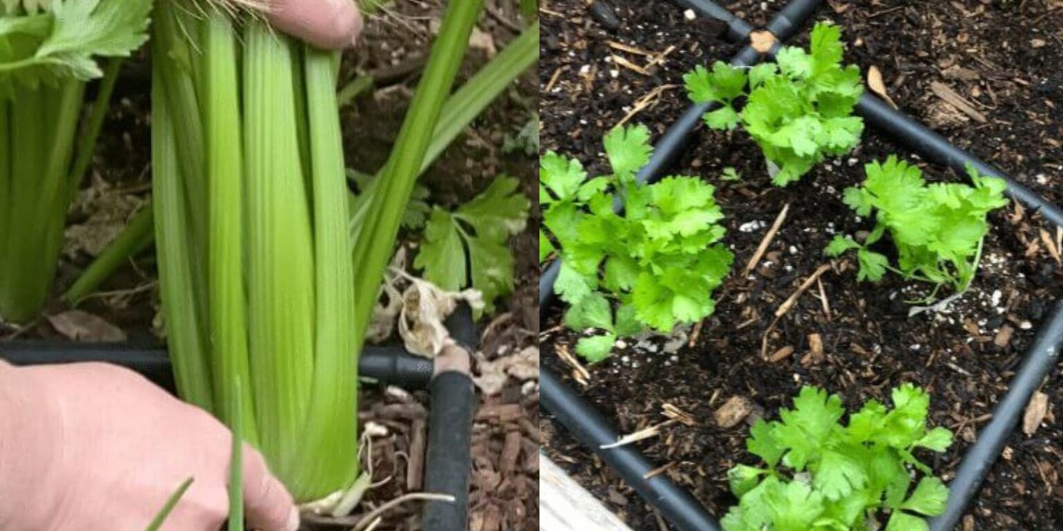 Five Essential Tips for Growing Celery: A Comprehensive Guide - Natural Garden Tips