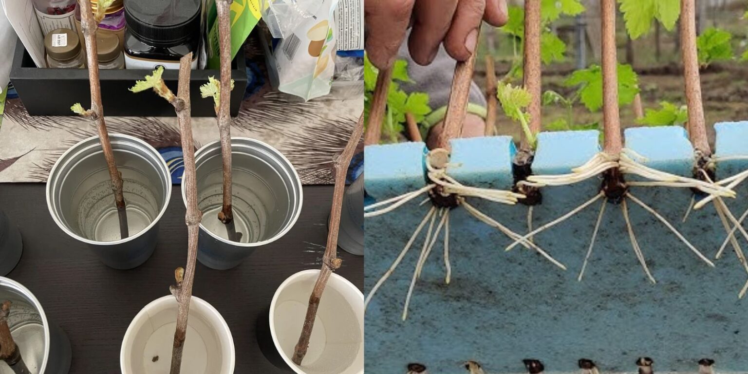 Rooting Vines in Air and Water: A Complete Guide to Successful Vine ...