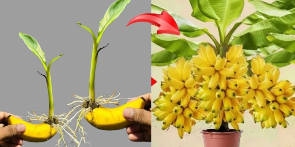 The Ultimate Guide to Propagating Banana Plants at Home: 4 Simple and ...