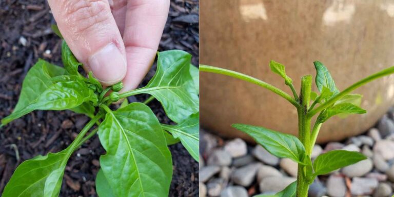 The Ultimate Guide to Topping Pepper Plants and Pinching Flowers for ...