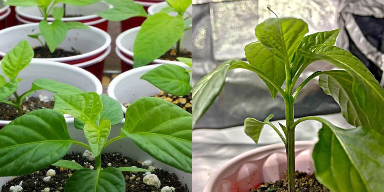 Mastering the Double Cup Method: A Comprehensive Guide to Starting ...