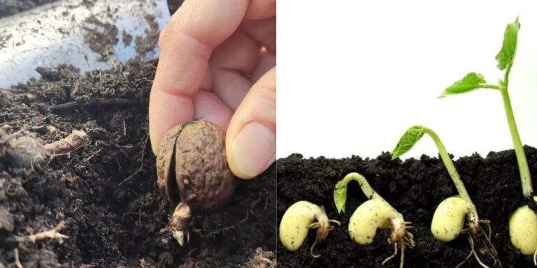 The Art of Germinating Walnut Seeds: A Comprehensive Guide to Growing ...