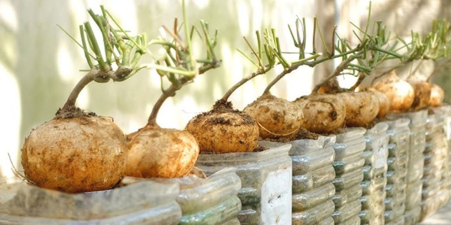 9 Clever Methods to Grow Strong Jicama Plants - Natural Garden Tips