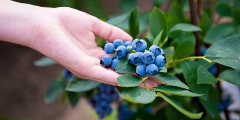 The Ultimate Guide to Growing Blueberries at Home: A Simple Trick for a ...
