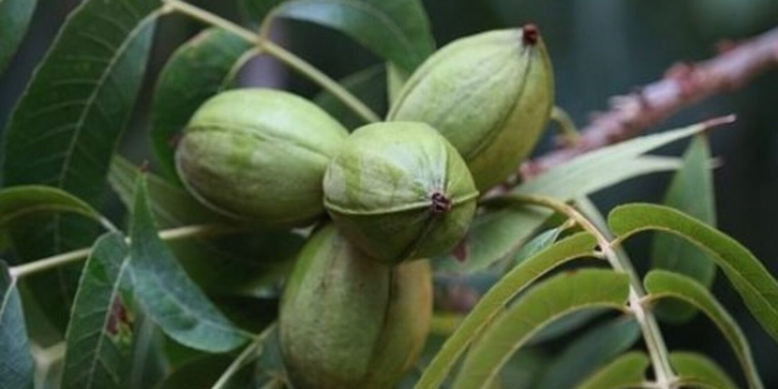 12+ Types of Hickory Trees: Leaves, Bark, and Nuts - Natural Garden Tips