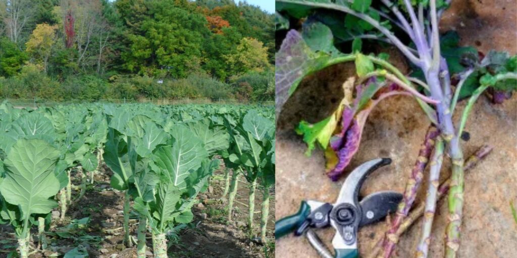 The Ultimate Guide to Propagating Tree Collards from Cuttings - Natural ...