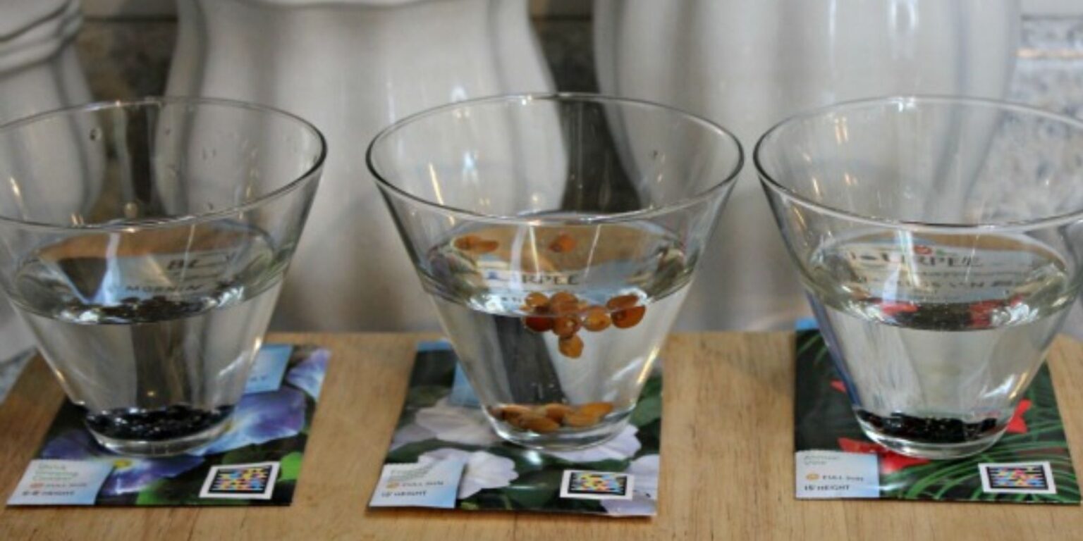 How to Start Seeds in Just Water: Easy Seed Germination for a Thriving ...