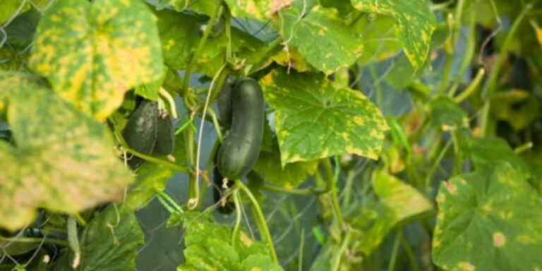 Diagnosing and Fixing Cucumber Plants Dying from Bottom Up: A ...