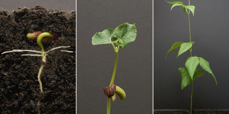 From Seed to Sprout: The Magic of Growing Kidney Beans – A Mesmerizing ...