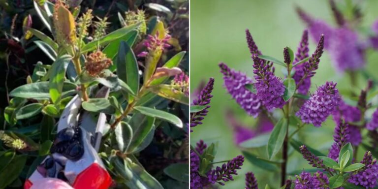 Mastering Hebe Pruning: A Comprehensive Guide to Post-Bloom Care ...